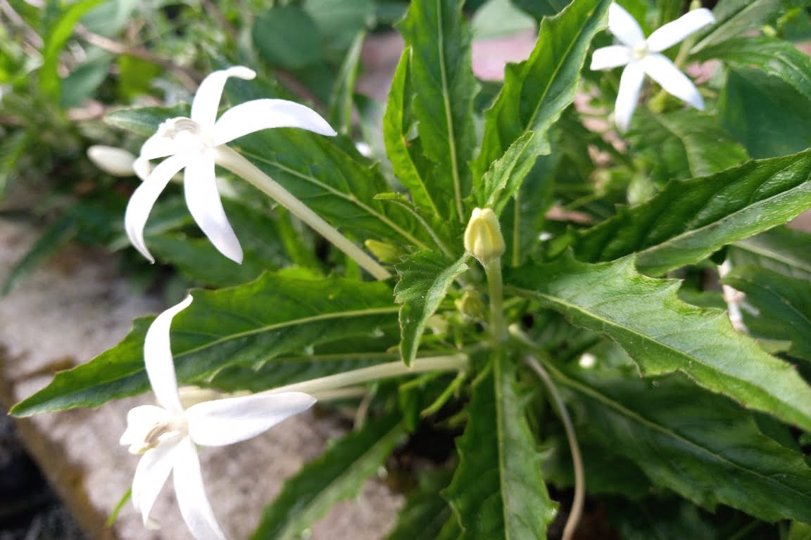 Mitos atau Fakta Bunga Kitoloid yang Bisa Menyembuhkan Mata Minus ...